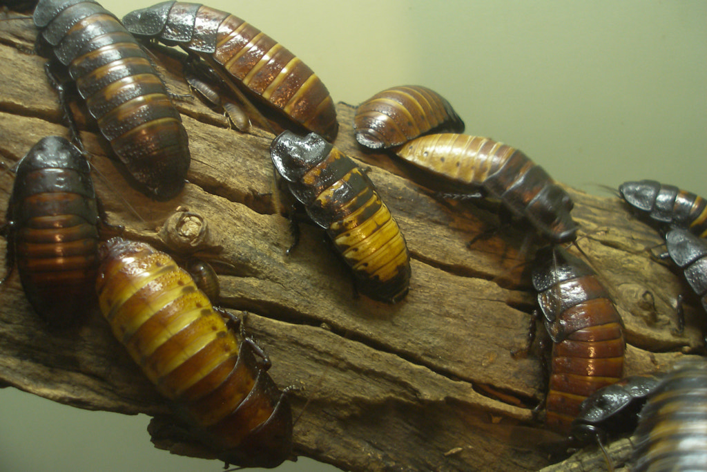 Cockroaches - Love 'em or Hate 'em? by Rob / 500px