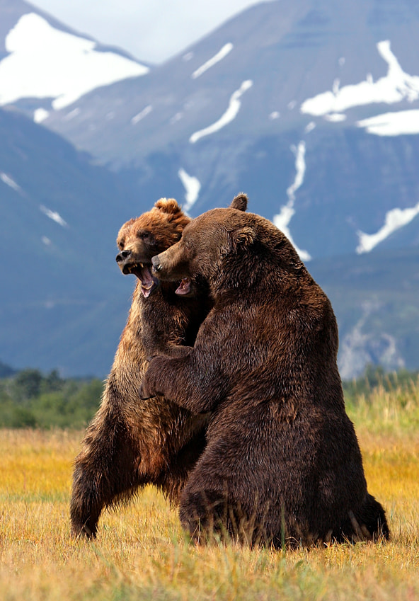 Bear Hug by Scott Cromwell | 500px