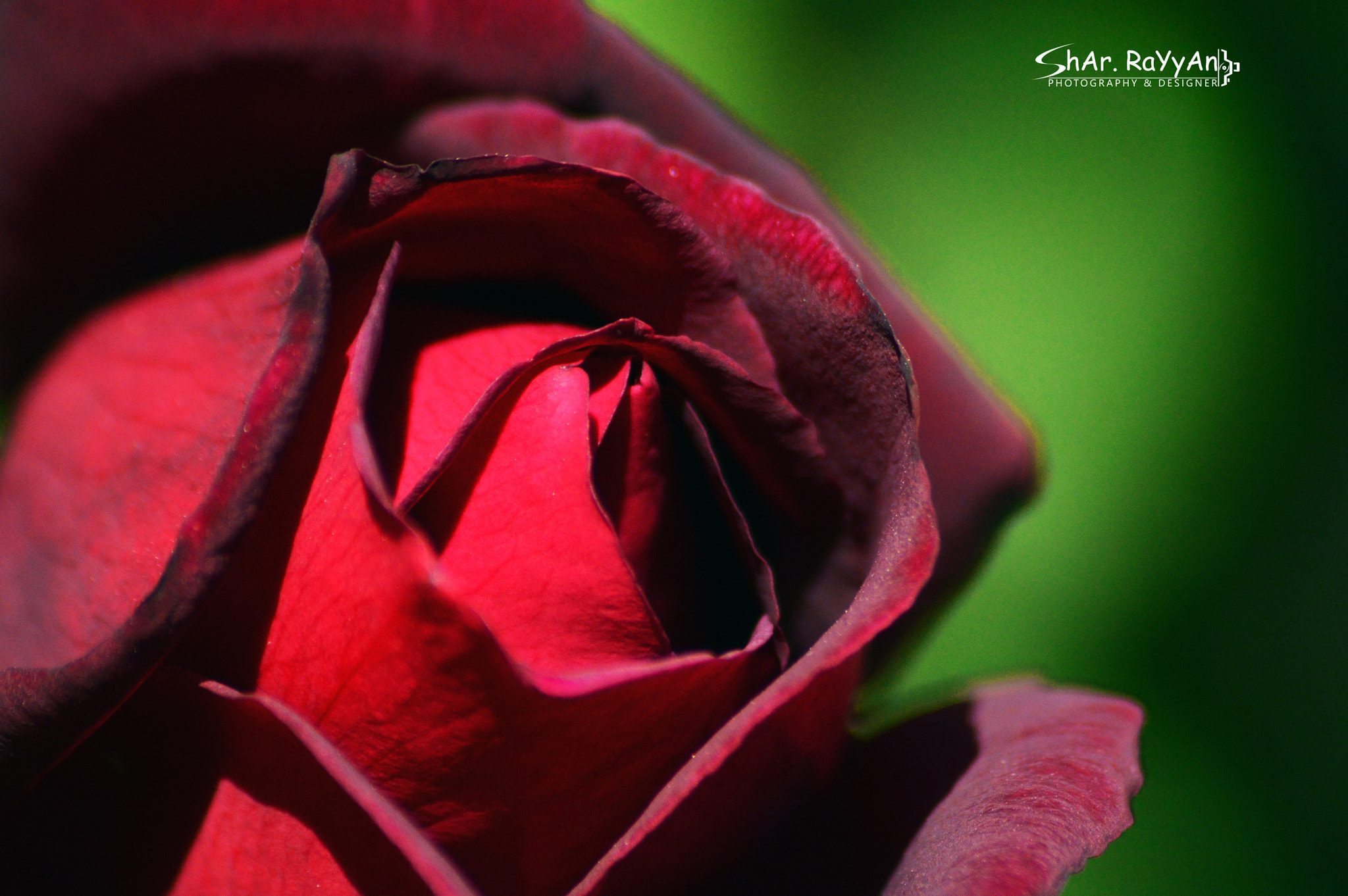 MACRO - Red Rose - Jouri Flower by Sharhabeel Rayyan - Photo 68617157 ...