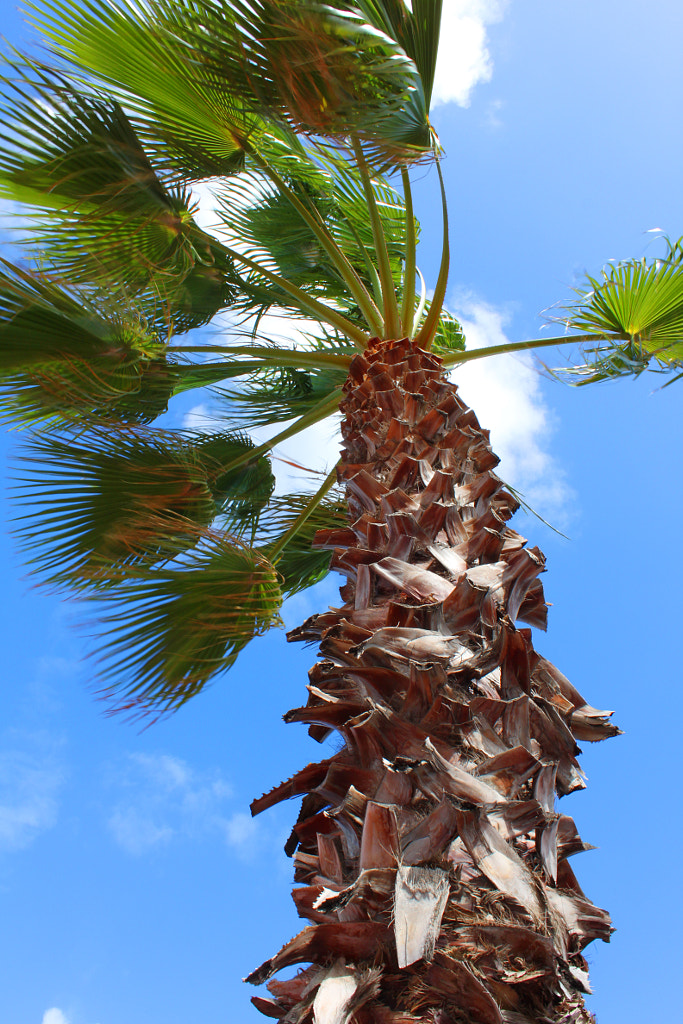 Tall and strong by Alex Jolly / 500px
