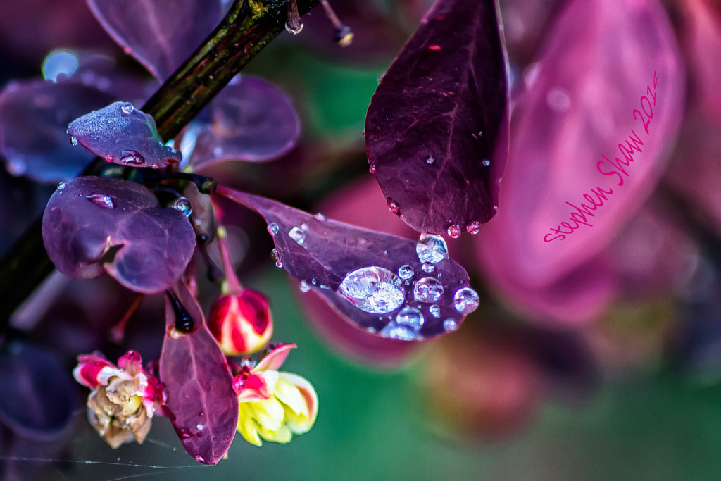 Lilac Fairy Faucet by Stephen Shaw / 500px