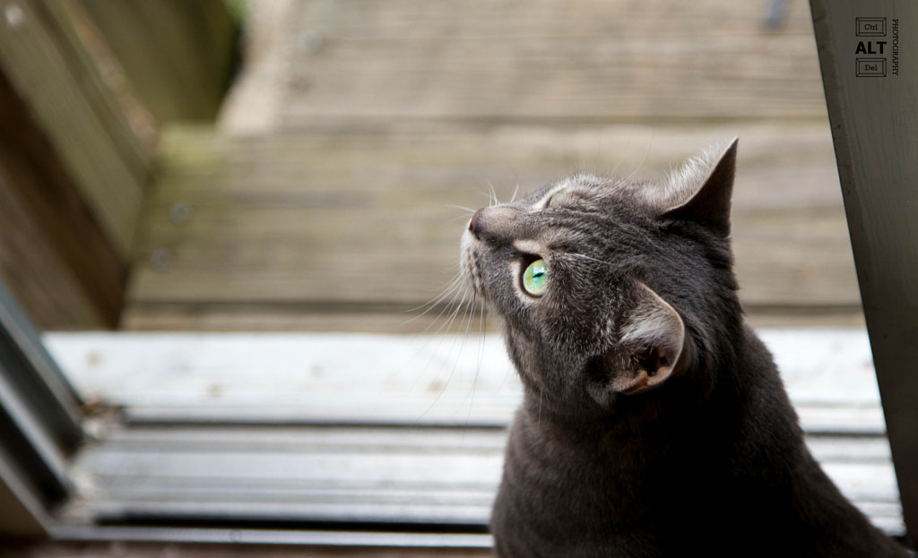 Pixel the Cat by Razan Altiraifi - ALT digital photography / 500px