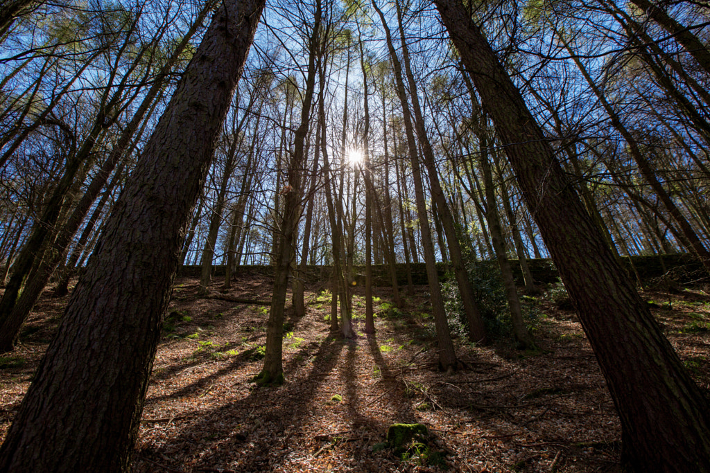 Spring in forest @ peak district by Vincent Han / 500px