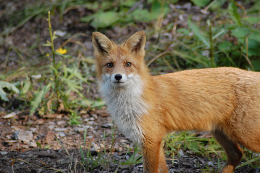 fox lurking in the woods by Jan gustavsson / 500px