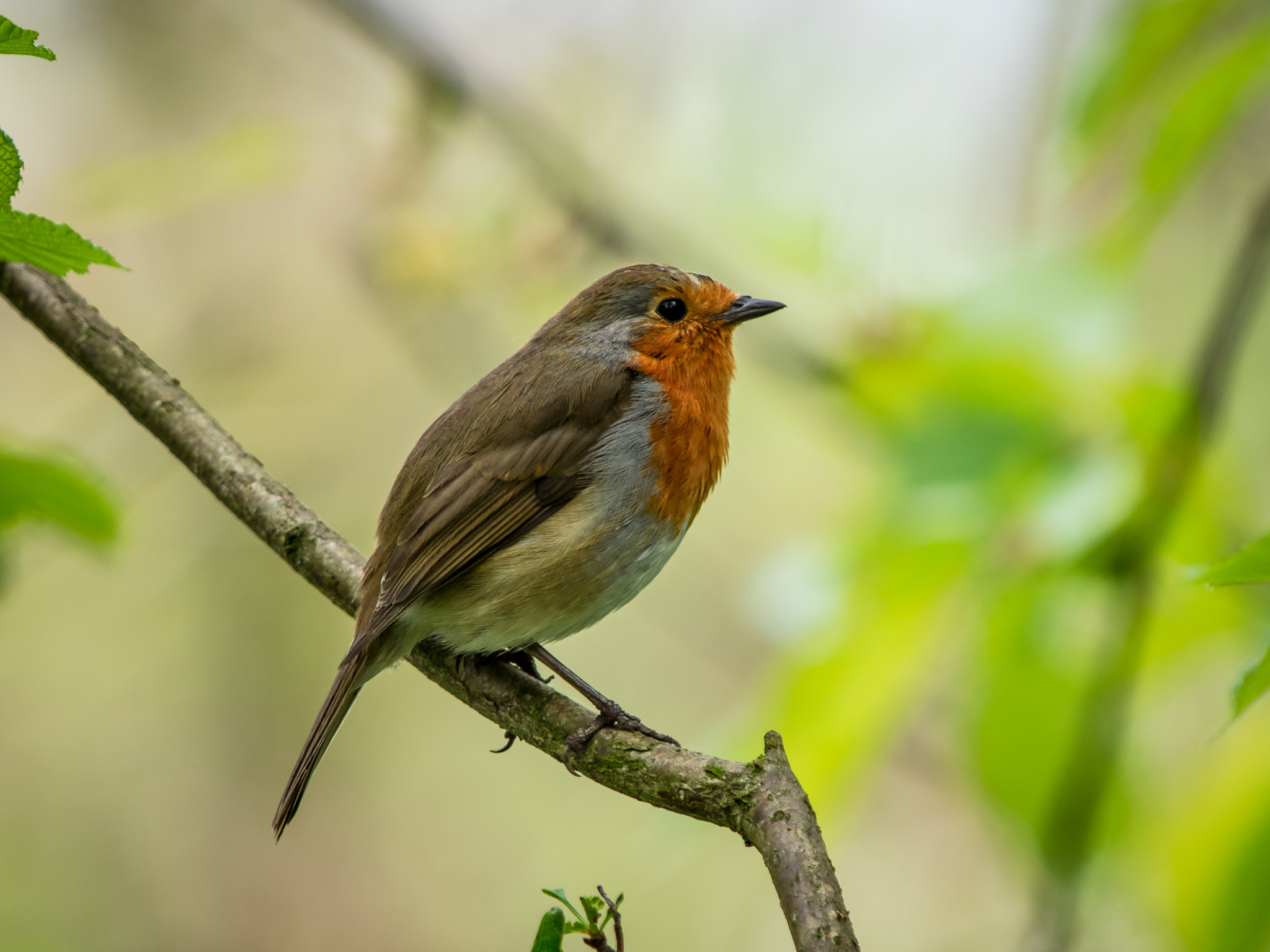 British Robin by Christian Hauzar / 500px