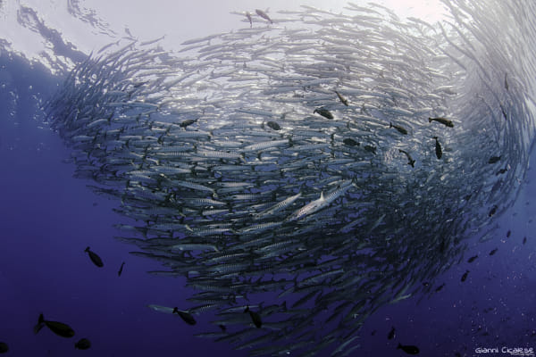 Barracuda tornado by Gianni Cicalese / 500px