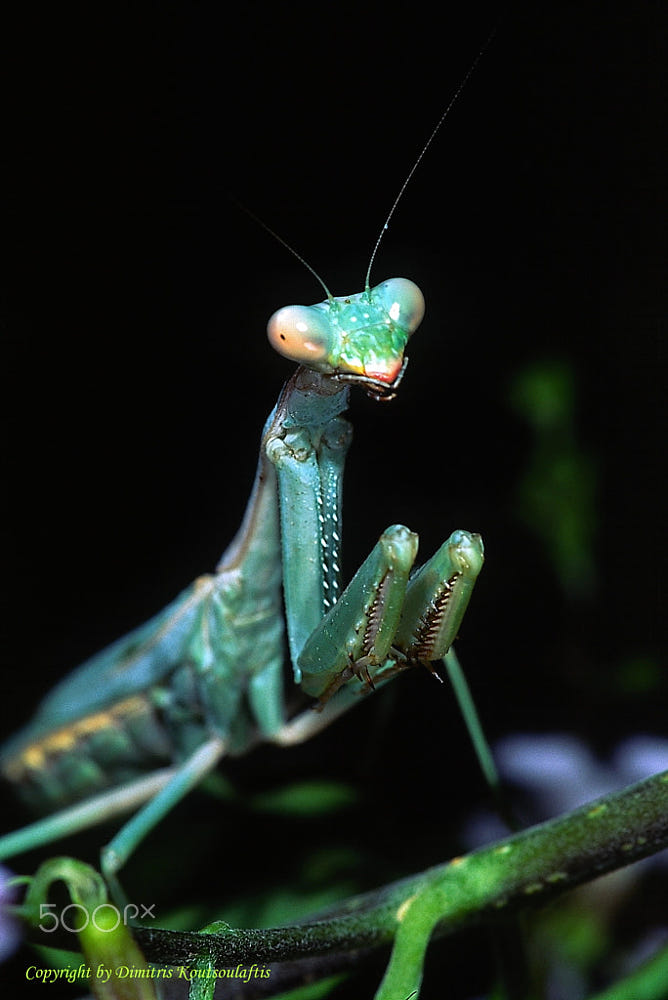 Praying mantis by Dimitris Koutsoulaftis / 500px