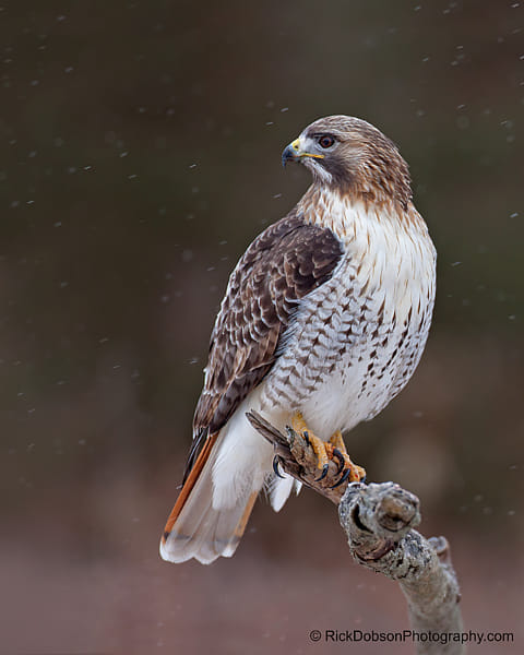 Red-tailed Hawk by Rick Dobson | 500px