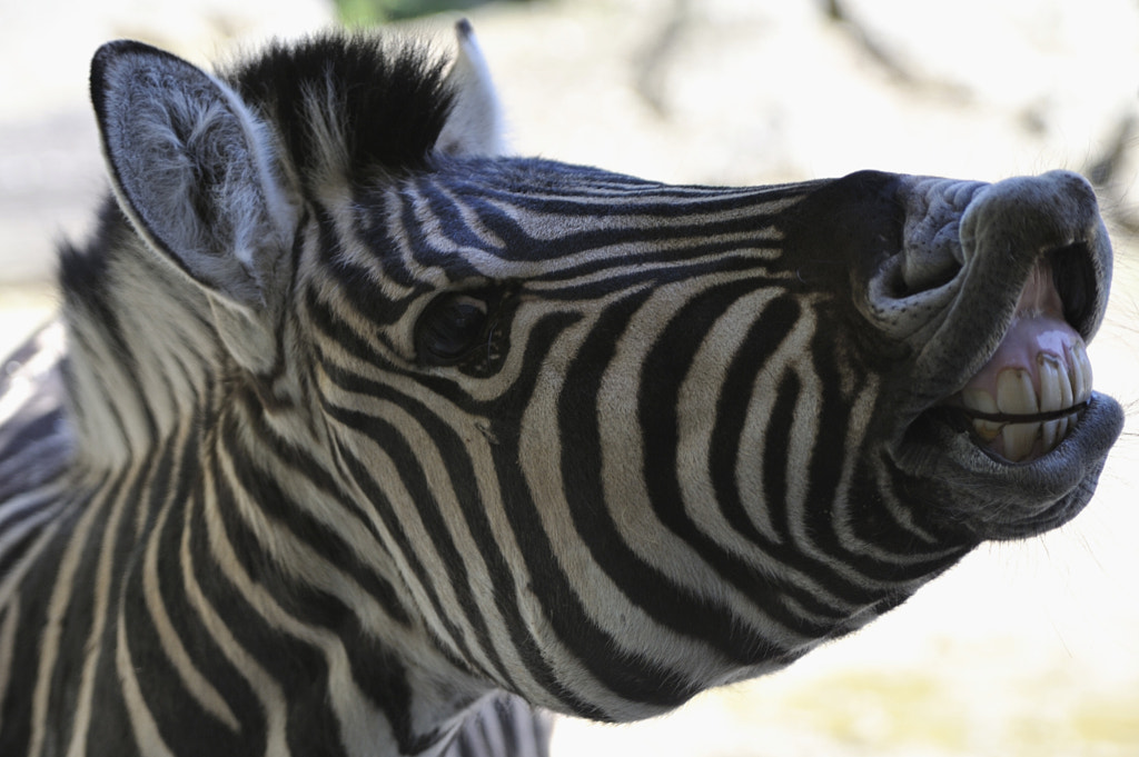 Zebra Teeth by Josef Gelernter / 500px