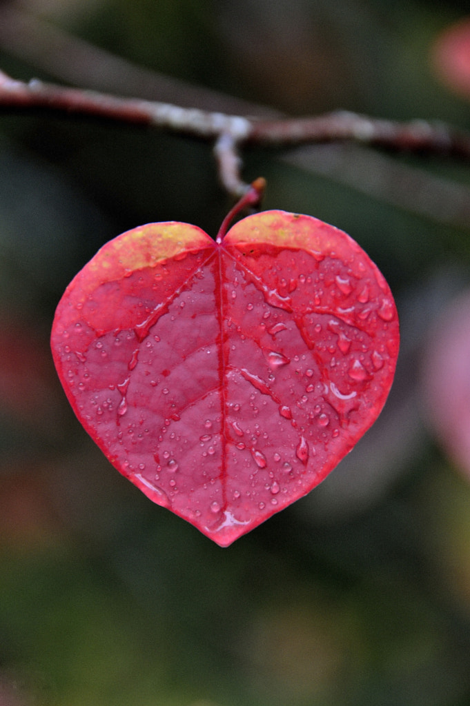 A Weeping Heart by Mark Chan / 500px