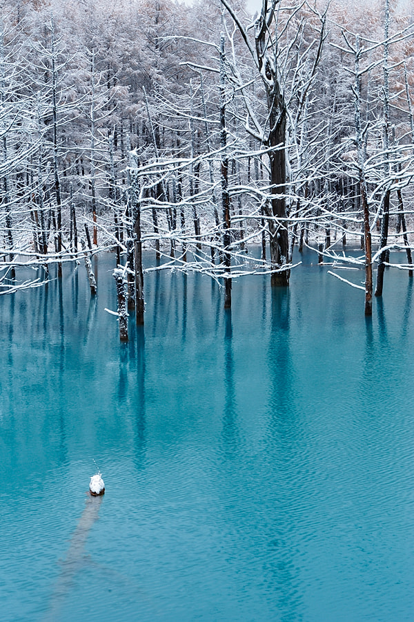Blue Pond in November by Kent Shiraishi / 500px