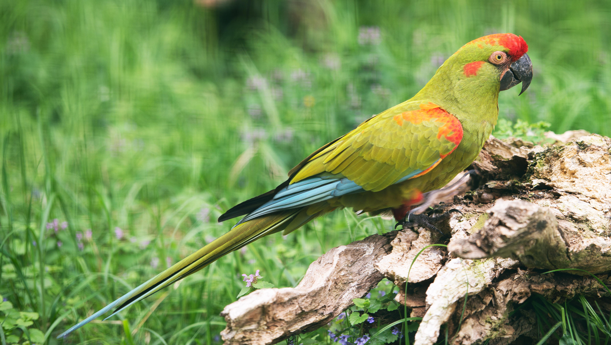 Parrot by Dario Severino / 500px