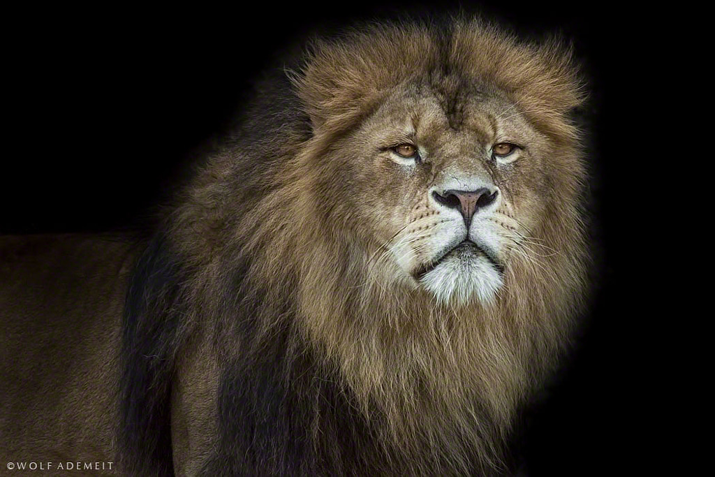 young lion by Wolf Ademeit / 500px