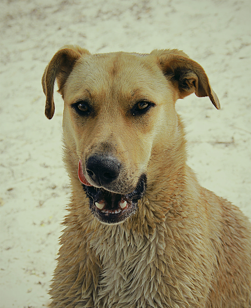 Brazen face by Irena Po / 500px