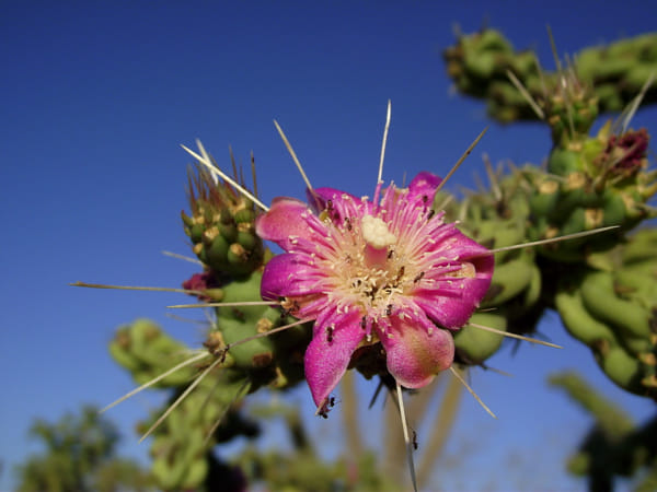 Flor de choya / Cholla Flower. by Alessia P. | 500px