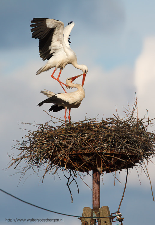 White Stork by Walter Soestbergen / 500px