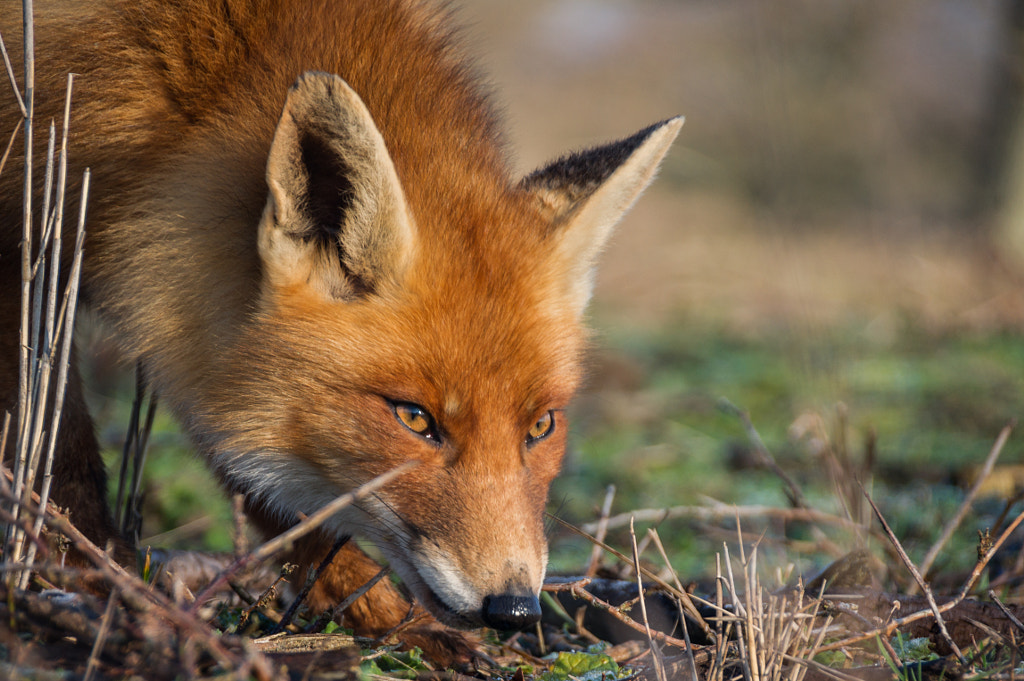 Fox by Sake Van Pelt / 500px