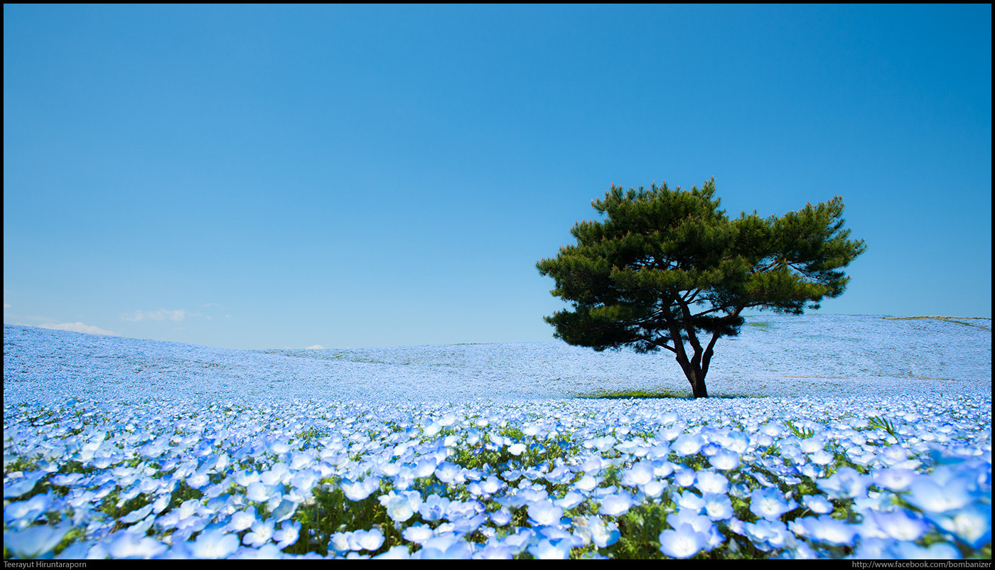 The Blue Field by Teerayut Hiruntaraporn / 500px