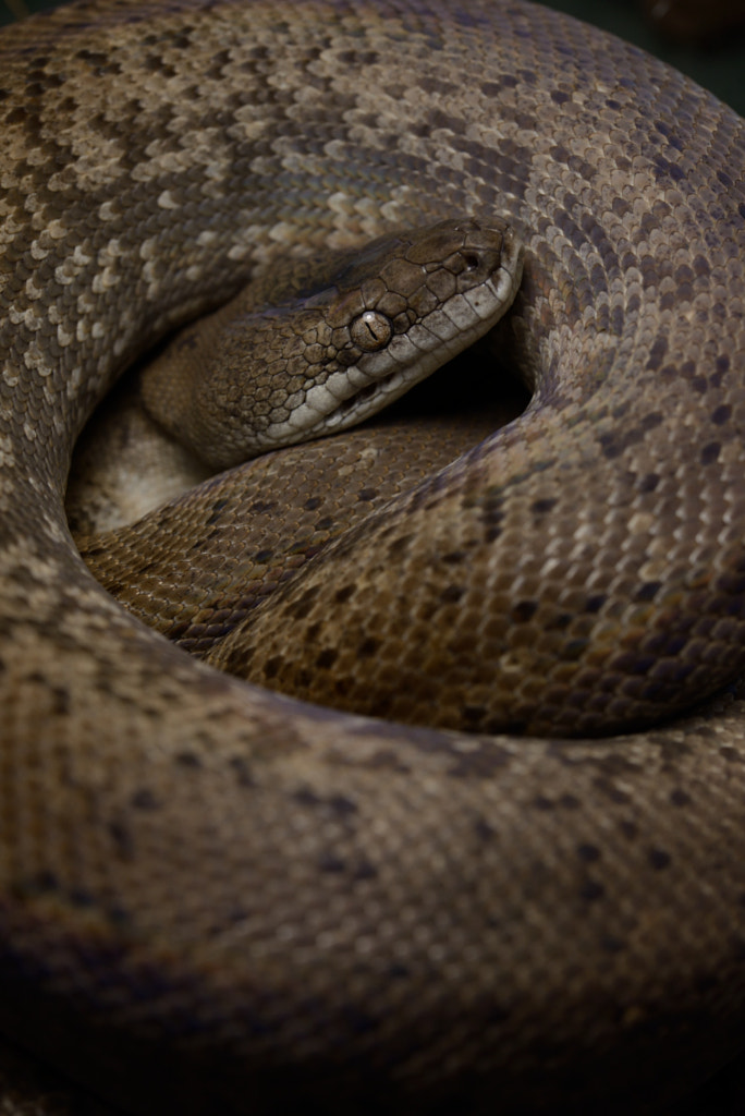 Liasis mackloti dunni by mehelya / 500px