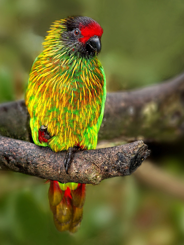 Yellow Streaked Lory by Irawan Subingar / 500px