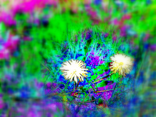 Dandy Morning by Dale Riley | 500px