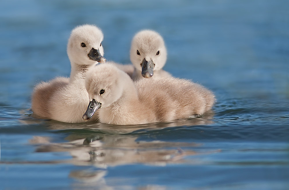 Little swan by Stefano Ronchi | 500px