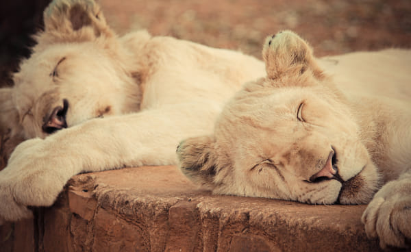 Sasha and Shumba by Wesley Pitts | 500px