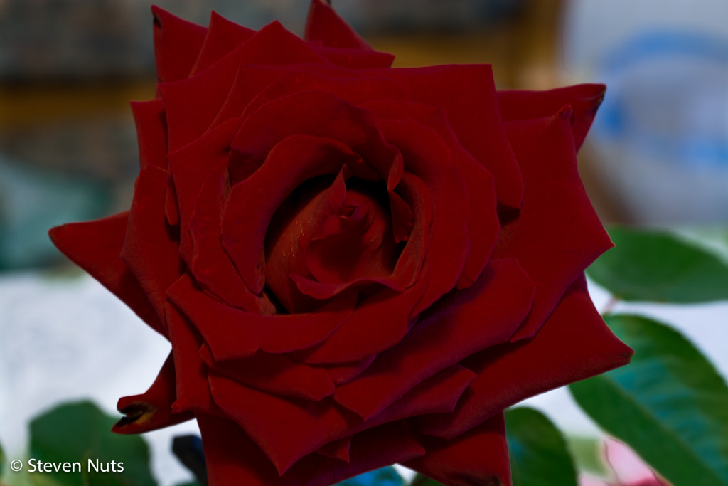 Huge dark red rose by Stefan Mogyorosi / 500px