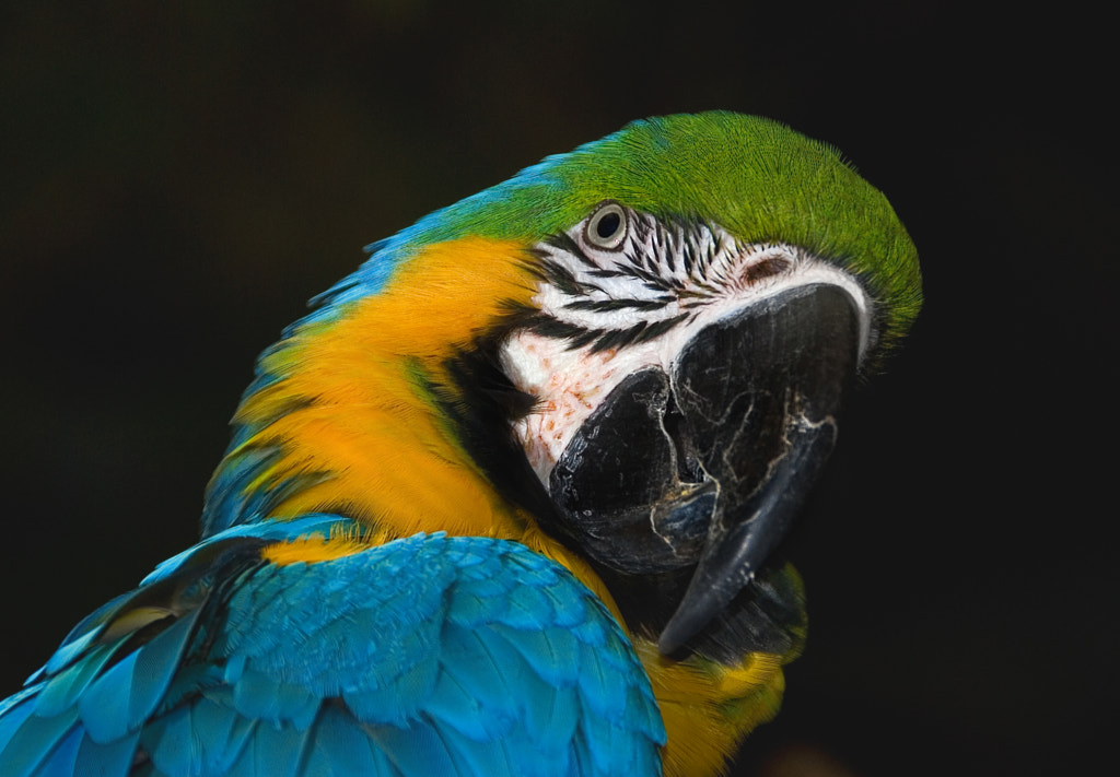 Guacamayo Azul by Jesus Santos / 500px