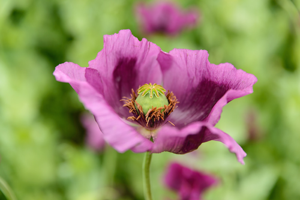 Mohn Flower by Manfred Fischer / 500px