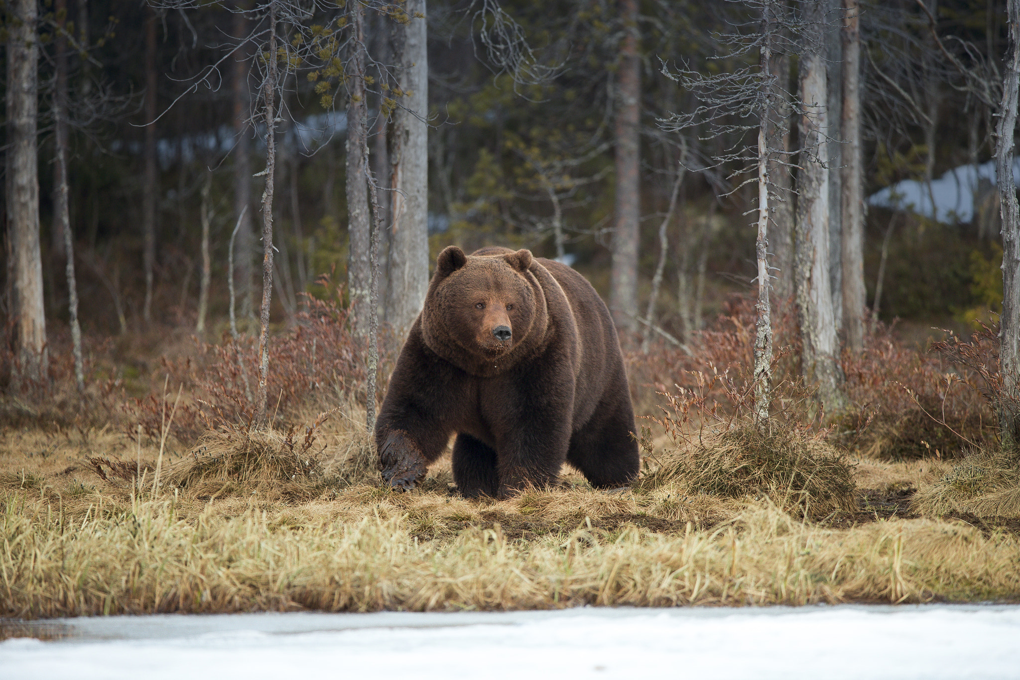 Bear in early spring colours by Sergey Kulikov / 500px