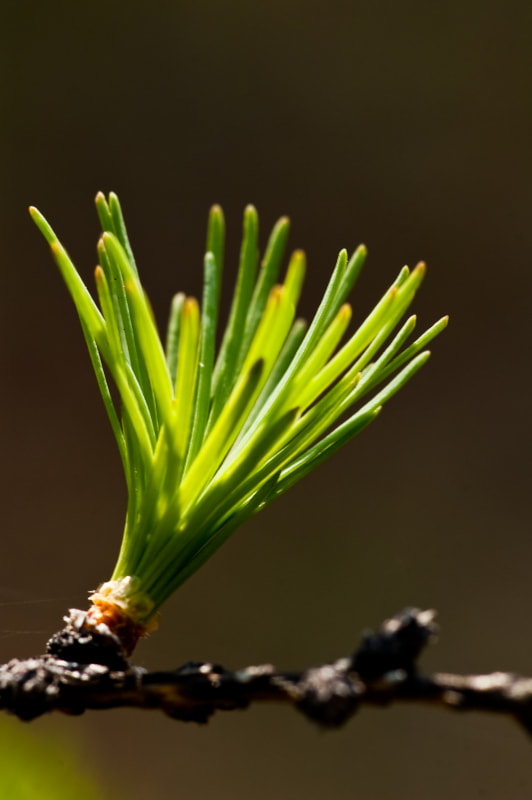 Green storch by Sergey Chuksin / 500px