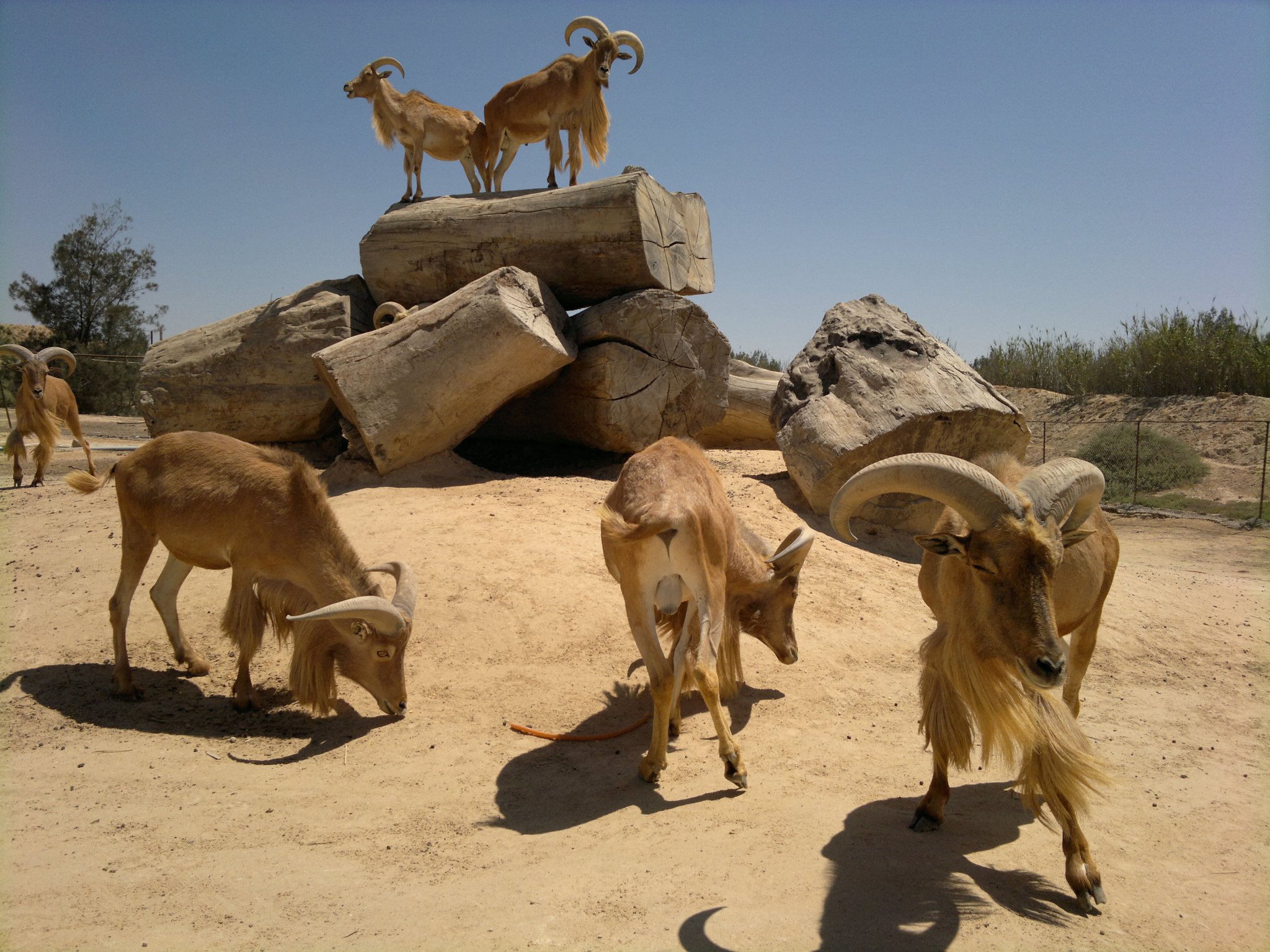 Africano Park Zoo, Egypt by Ahmed Salah Eldeen Taha / 500px
