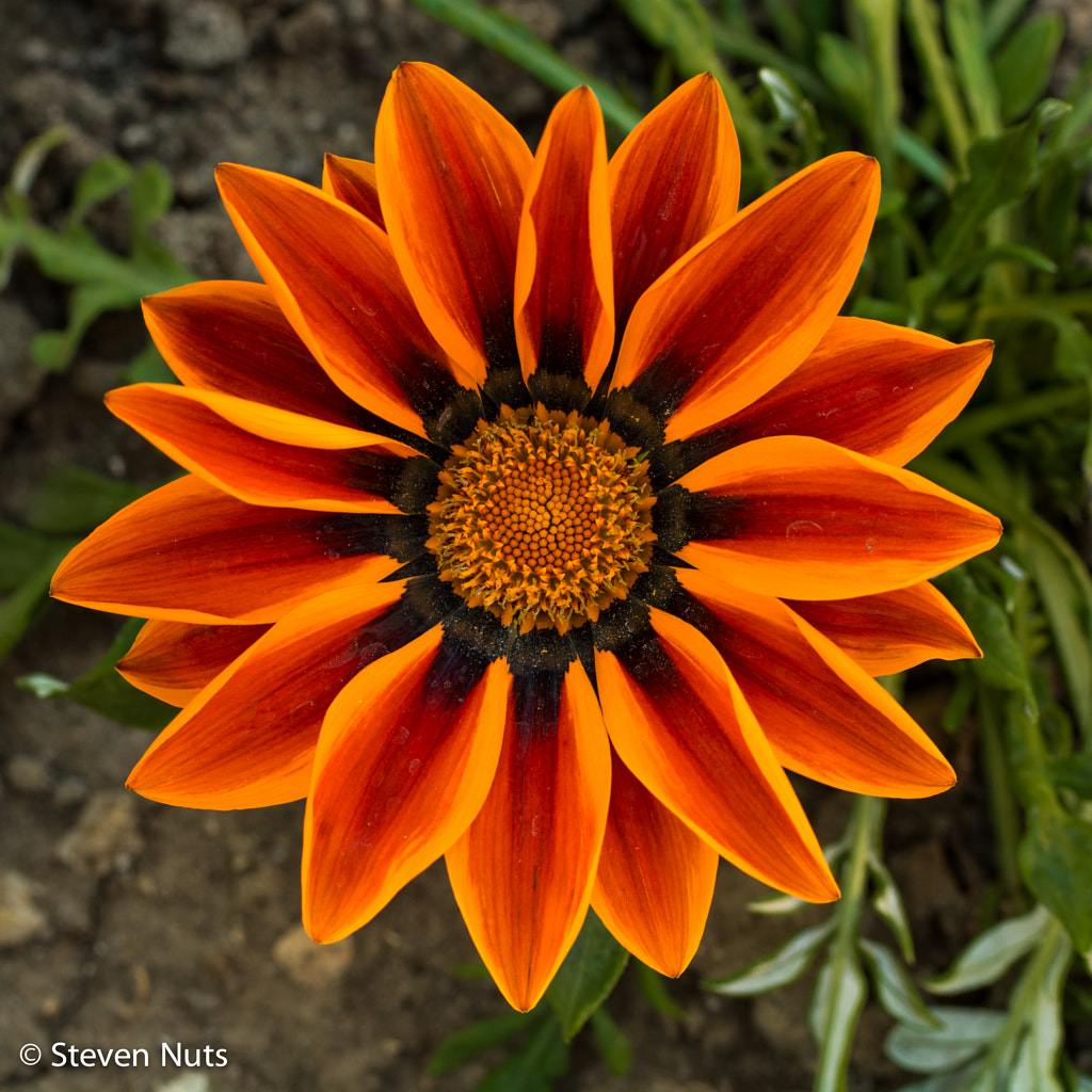 Little flower by Stefan Mogyorosi / 500px