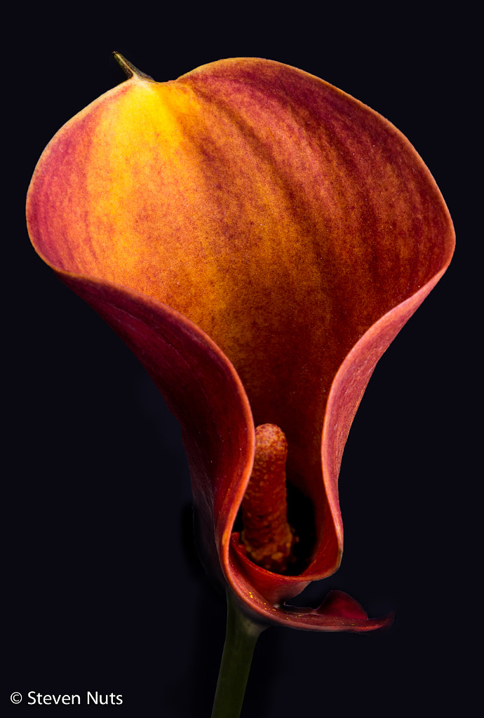Nice curves by Stefan Mogyorosi / 500px