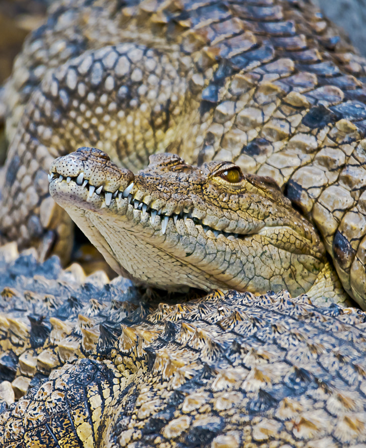 crocodile sandwich by david salter / 500px