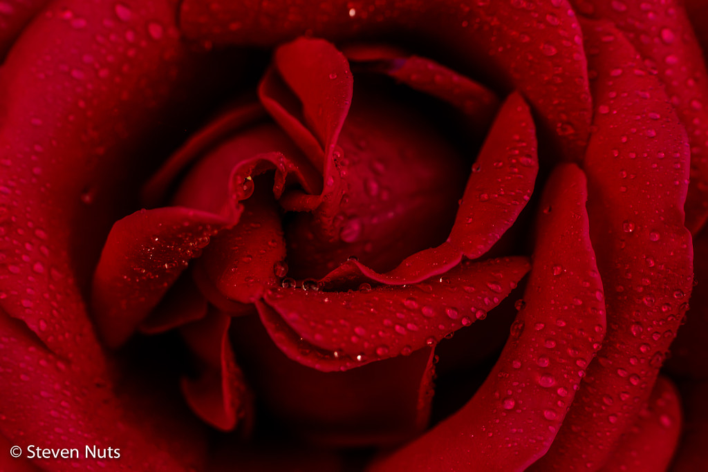 Red rose with water drops by Stefan Mogyorosi / 500px