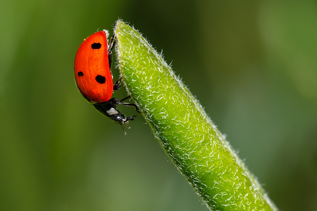 Ladybug by Rafael Sacasa / 500px