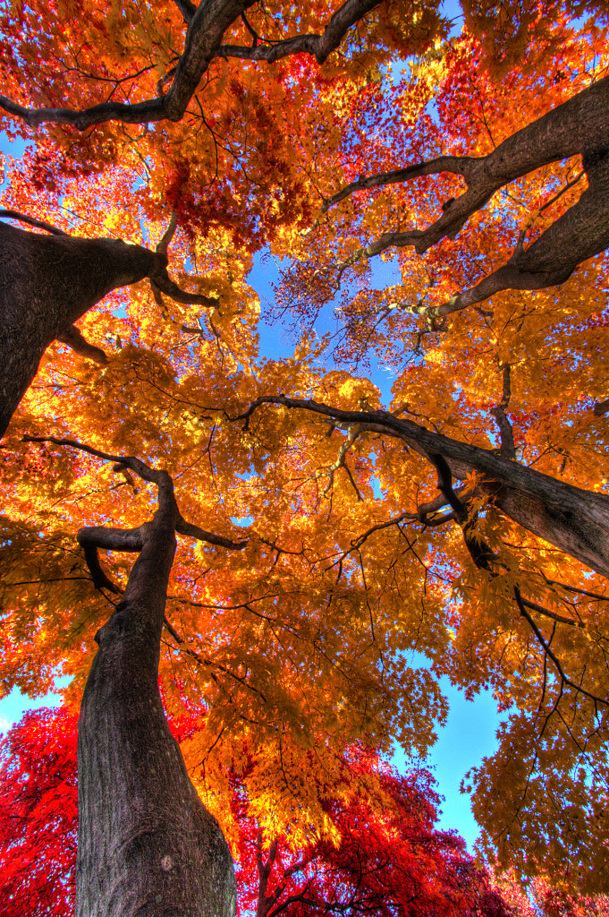Fall Foliage by Elliot Barnathan / 500px