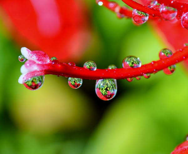 Drops Reflection by Yuling Li | 500px