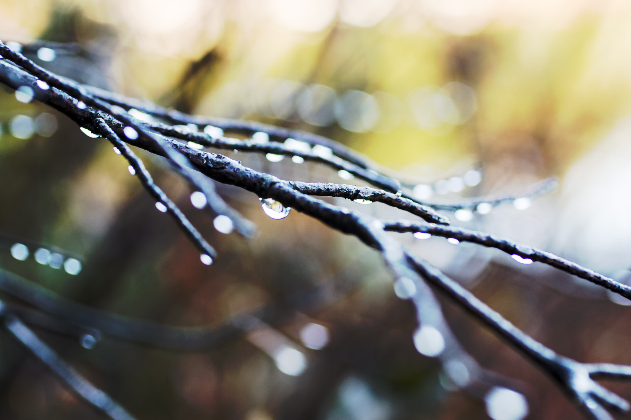 Rainy Branches by Catherine Dotson / 500px