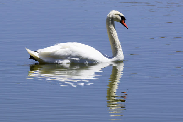Regal Swan by Ryan Henke | 500px