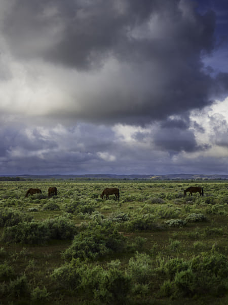 Brumby Mob by Andrew Sharpe | 500px