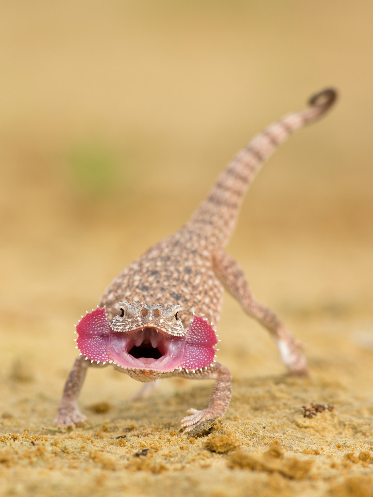 Phrynocephalus Mystaceus by Milan Zygmunt / 500px