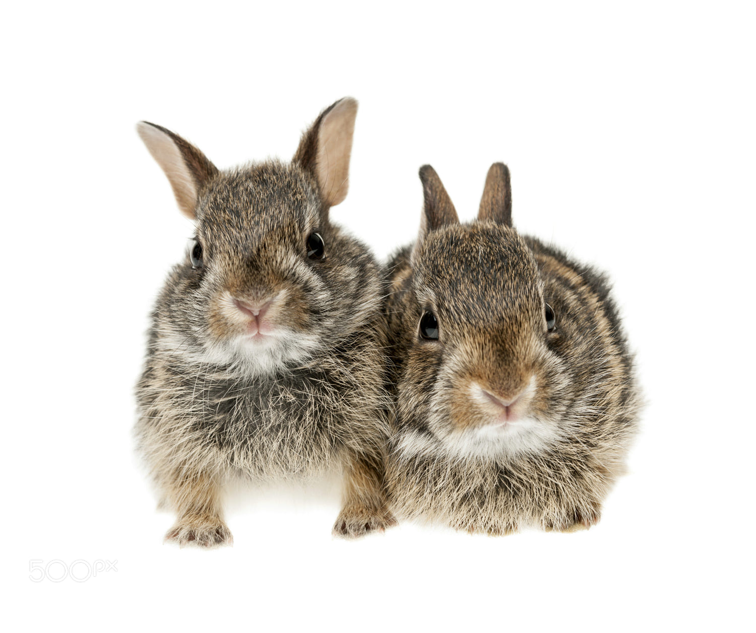 Two baby bunny rabbits by Elena Elisseeva / 500px