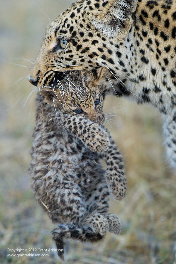 Gently Does It by Grant Atkinson / 500px