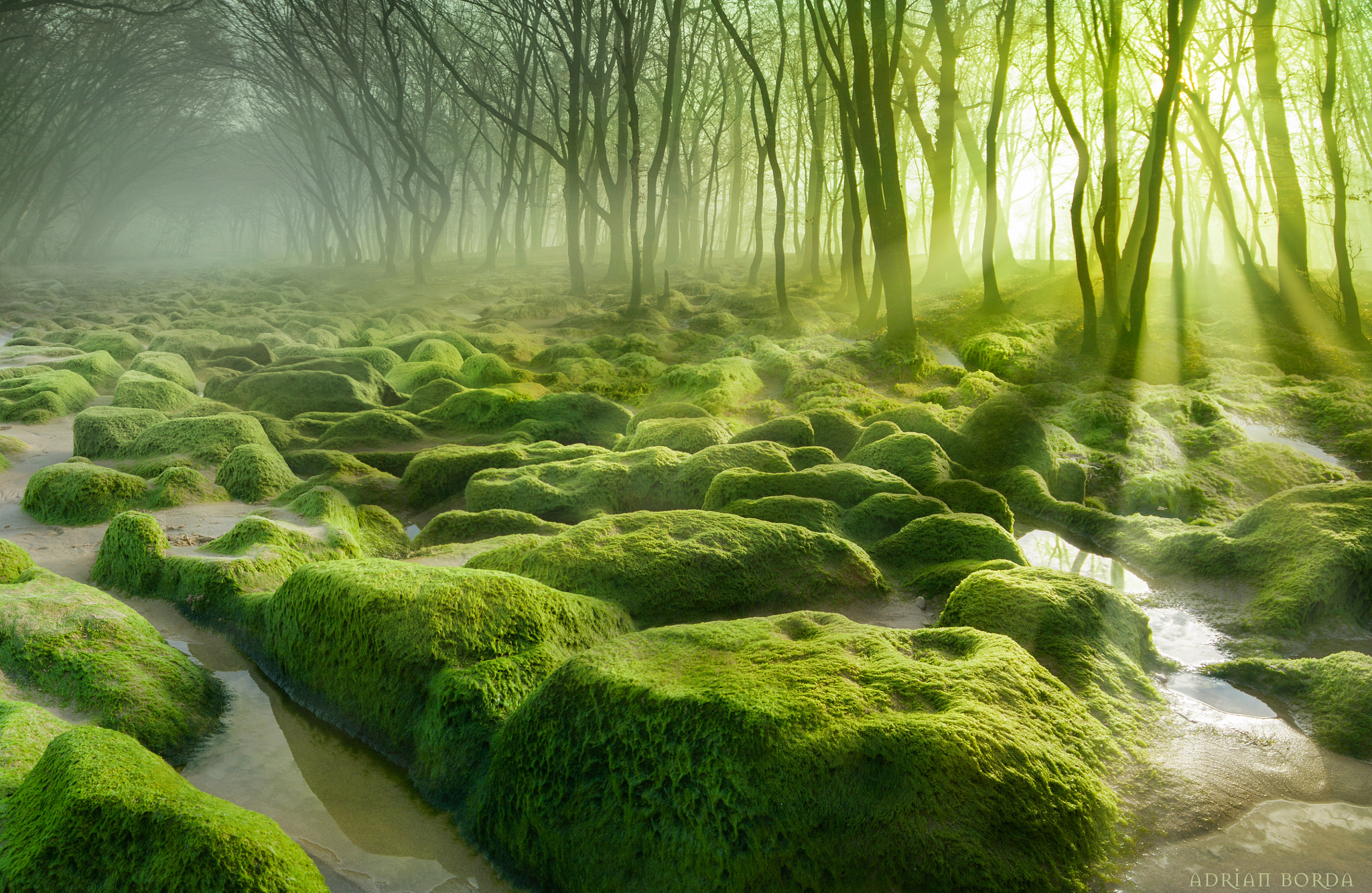 Moss Swamp II by Adrian Borda / 500px