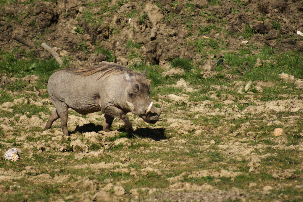 Warthog by Shyrokee Photo / 500px