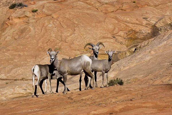 Bighorn at Zion National Park by Ryan Henke | 500px