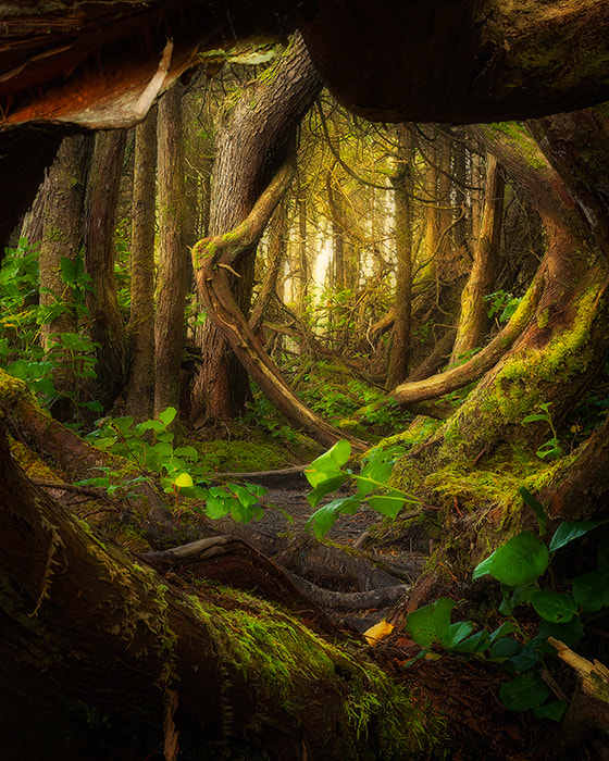 Tunnel Vision by Alister Benn / 500px